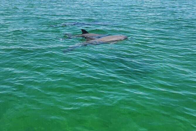 Private Dolphin Sightseeing Excursion - An Honest, Detailed Look at the Tour
