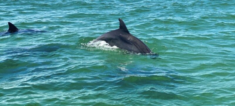 Private Dolphin Tour with Secluded Beach/Snorkel Stop - Discover the Best of Pensacola Bay with a Private Dolphin, Snorkel, and Beach Tour