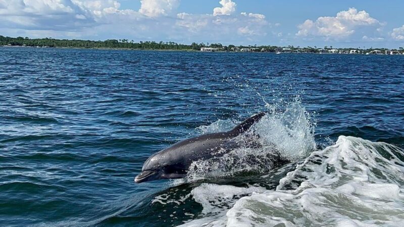 Private Dolphin Tour with Secluded Beach/Snorkel Stop - What’s Included and What’s Not