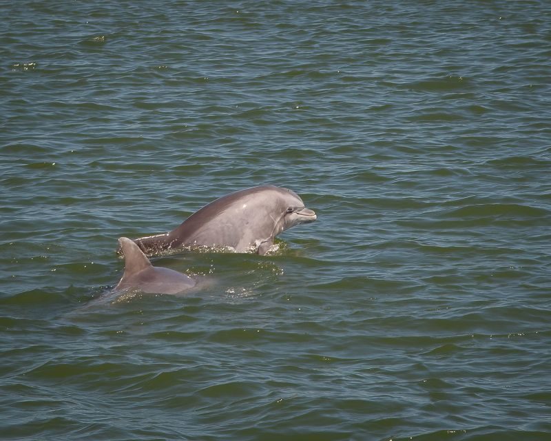 Private dolphin tours in the amazing Savannah Marsh - Key Points