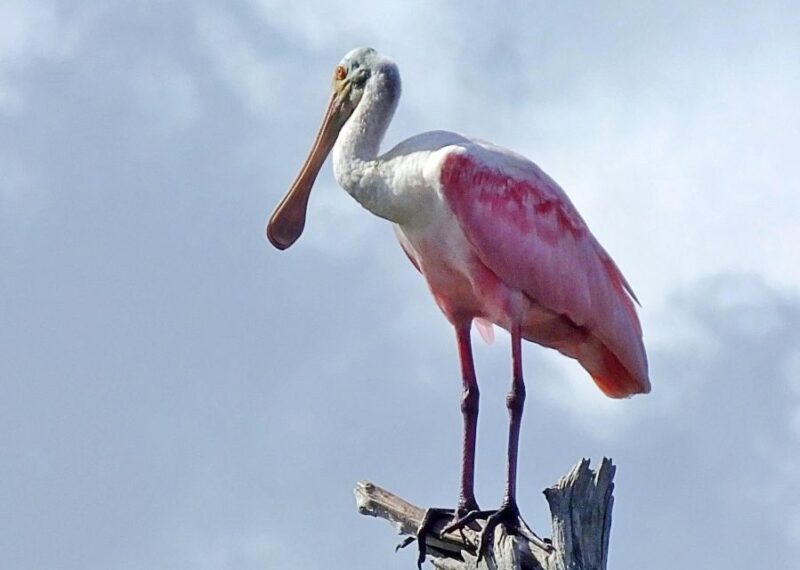 Private dolphin tours in the amazing Savannah Marsh - An In-Depth Look at the Experience