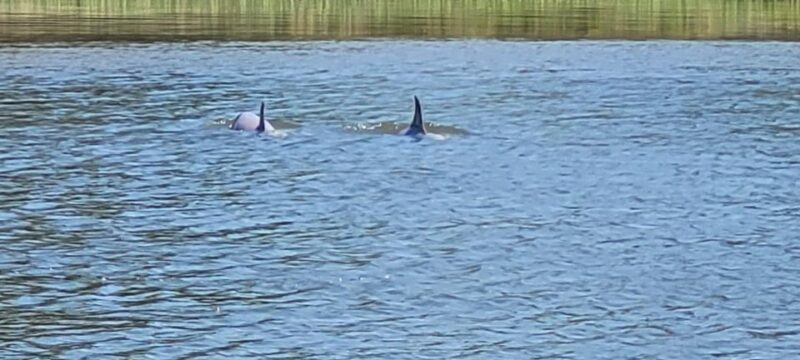 Private dolphin tours in the amazing Savannah Marsh - Final Thoughts