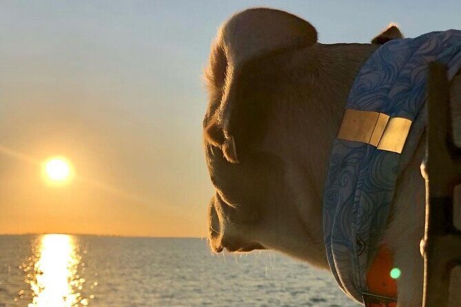 Private Dolphin Watch and Sunset Boat Tour Port Aransas Texas - An Authentic Port Aransas Adventure: Private Dolphin Watch and Sunset Boat Tour