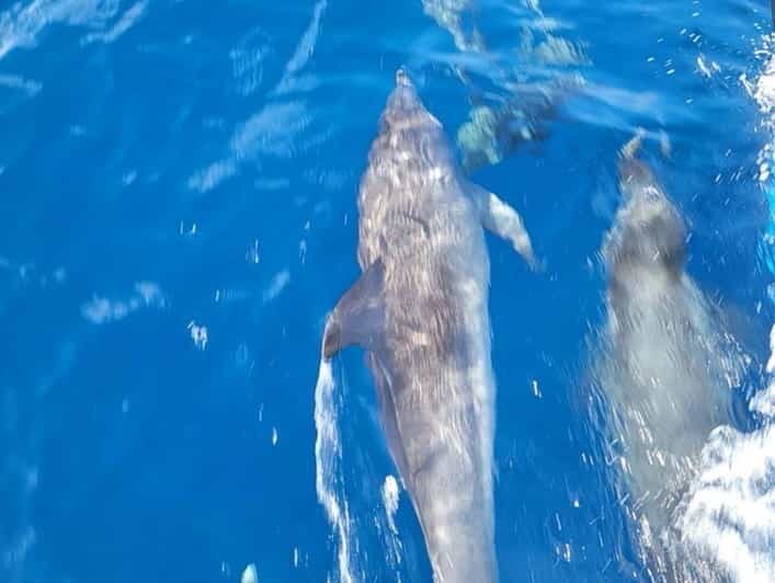 Private Dolphin Watch Boat Tour Port Aransas Texas - FAQs