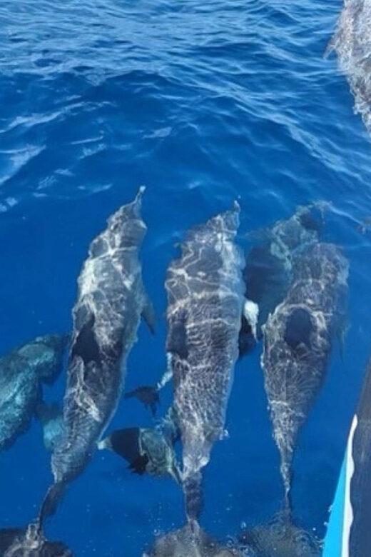 Private Dolphin Watch Boat Tour Port Aransas Texas - Final Thoughts