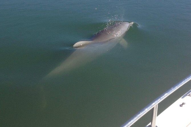 Private Dolphin Watch, Lighthouse and Ecological Boat Tours - Introduction: A Captivating Sunset on the Water