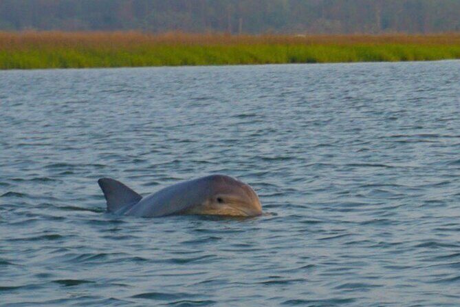 Private Dolphins and Daufuskie Island Stop Tour - The Price and Its Value