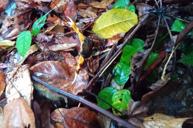 Private Dominica Tour to Trafalgar Falls &Titou Gorge via Minibus - FAQ