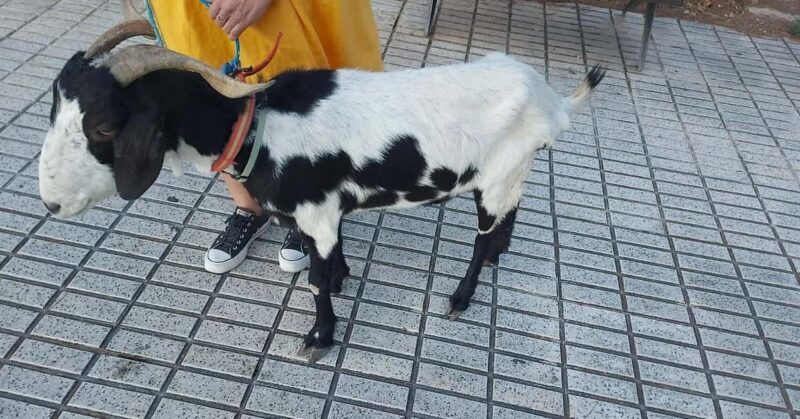 Private: Dominican Countryside Safari & Cultural Immersion - A Closer Look at the Tour Itinerary and Experience