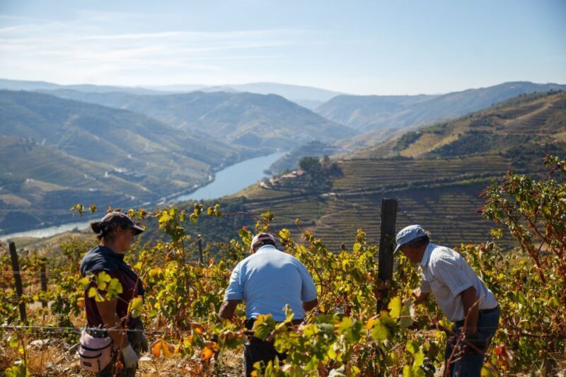 Private Douro Valley 4WD Tour with Wine Tasting and Picnic - Considerations and Potential Drawbacks
