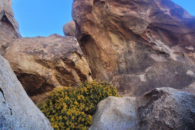 Private Driving and Hiking Tour in Joshua Tree National Park - Final Thoughts: Who Is This Tour Best For?