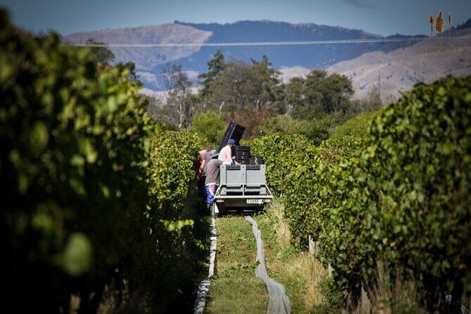 Private Driving Wine Tour (full day) in the Marlborough Region - Why the Personalized Touch Matters