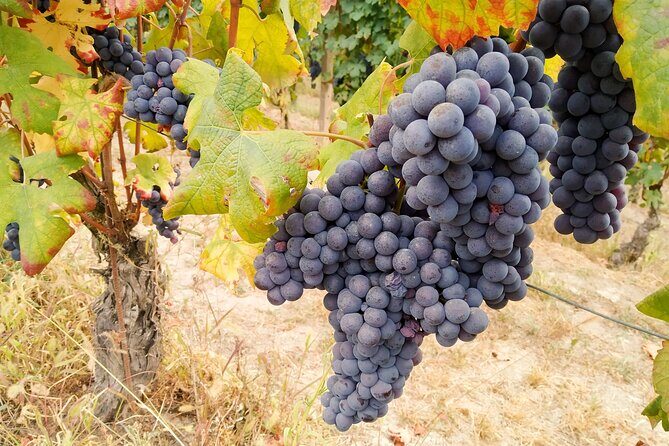 Private E-bike Tour " Langhe del Barbaresco " - Asphalt only - A Detailed Look at the E-bike Tour of Langhe del Barbaresco