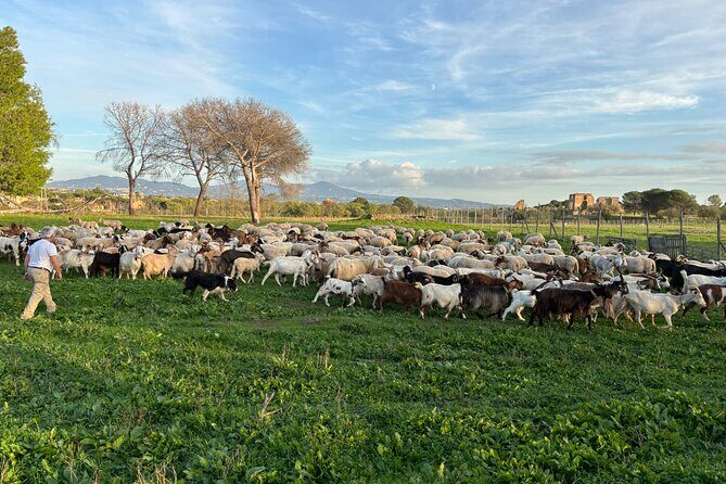 Private E-bike tour of Appian way, Aqueduct & catacombs with food - Final Thoughts