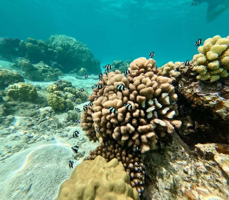 Private E-Board Tour of Moorea Lagoon - In-Depth Look at the Experience