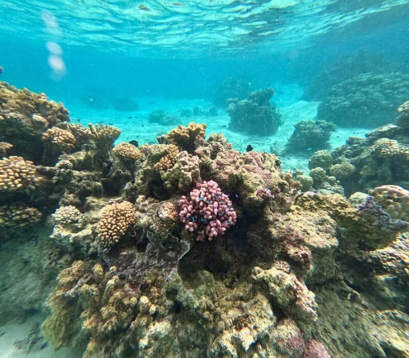 Private E-Board Tour of Moorea Lagoon - FAQs