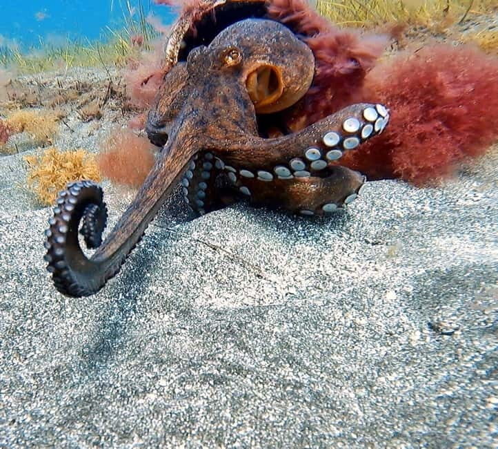 Private Eco Scuba Diving in Tenerife: no crowds and no rush - An In-Depth Look at Tenerife’s Private Eco Dive Experience