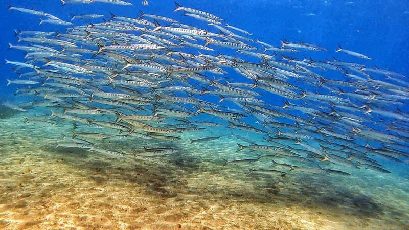 Private Eco Scuba Diving in Tenerife: no crowds and no rush - The Sum Up