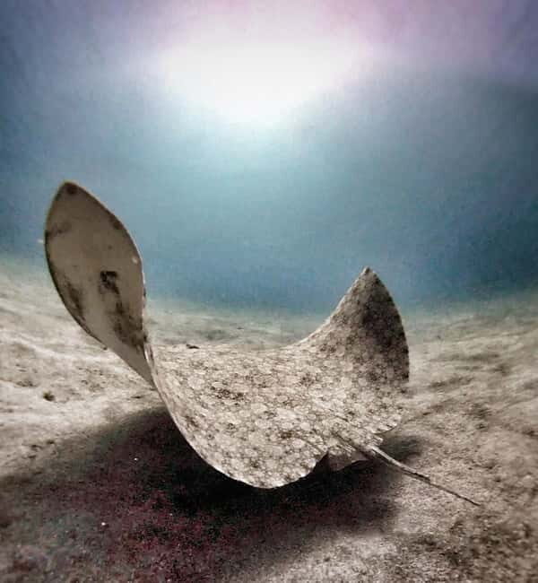 Private Eco Scuba Diving in Tenerife: no crowds and no rush - FAQ