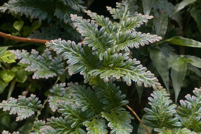 Private El Yunque Half-Day Tour with Transport - FAQ