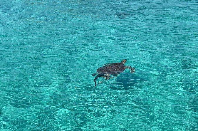 Private Eleuthera Island: Swim With Pigs, Turtles & Stingrays - The Sum Up