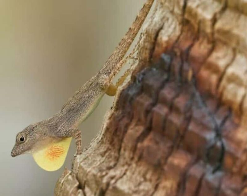 Private: Emerald Coast Mountain Escape from Punta Cana - Key Points