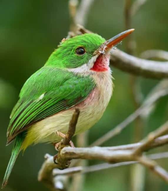 Private: Emerald Coast Mountain Escape from Punta Cana - Exploring the Itinerary: What to Expect from This Tour