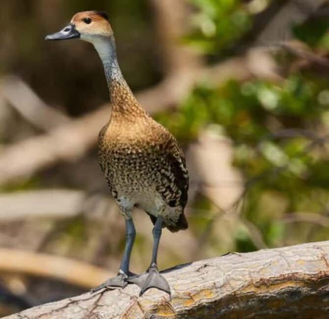 Private: Emerald Coast Mountain Escape from Punta Cana - Real Traveler Insights