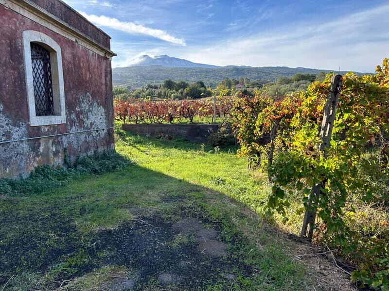 Private Etna panoramic tour+Wine tasting & food combination - The Itinerary Breakdown