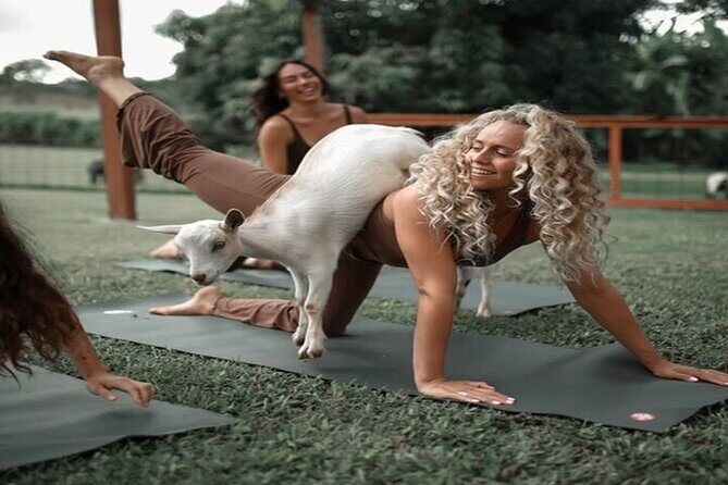 Private Event Goat Yoga Class - Who Will Love This?