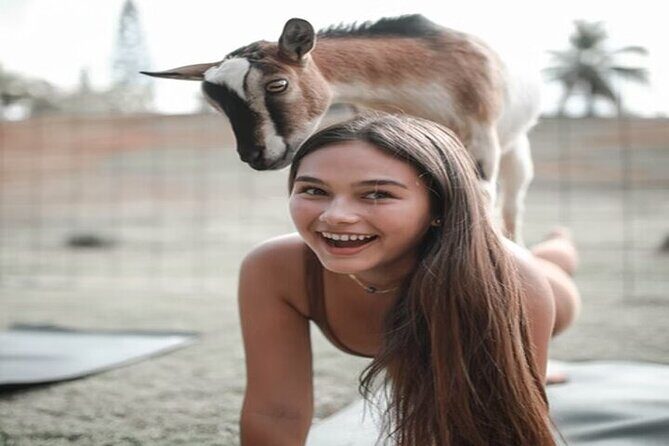 Private Event Goat Yoga Class - In The Sum Up
