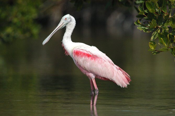 Private Everglades National Park Photography, Birding and Wildlife Safari - The Experience: What to Expect