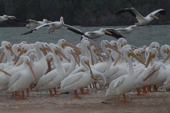 Private Everglades National Park Photography, Birding and Wildlife Safari - Who Should Consider This Tour?