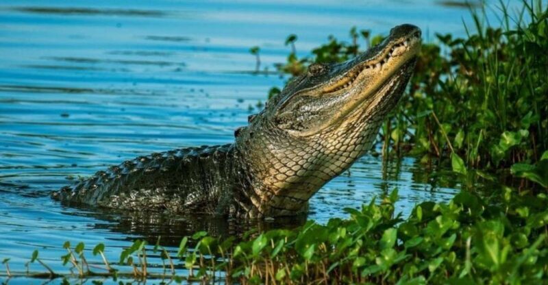 Private Everglades Tour:Explore the Beauty of the Everglades - Who Will Love This Tour?