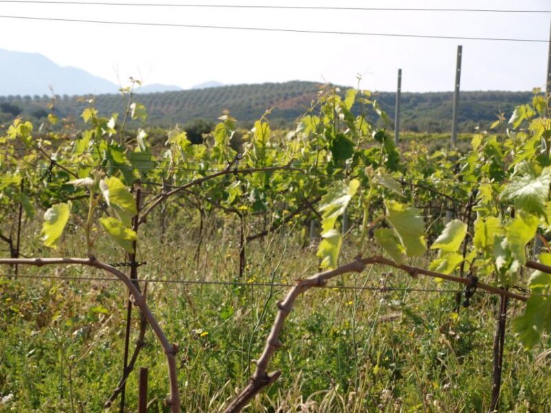Private Exclusive Manousakis Winery and Vineyard Tour - Analyzing the Cost: Is It Worth It?