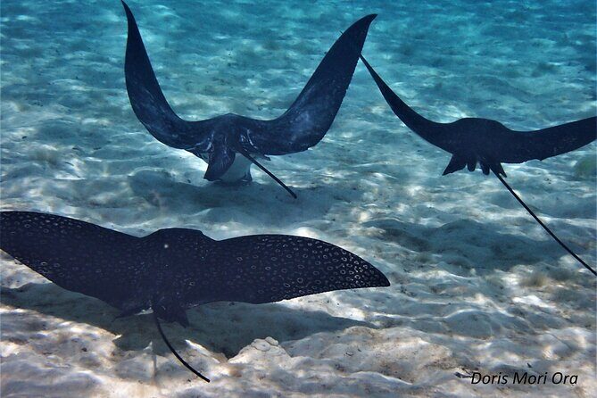 Private excursion Half day Moorea Discovery of the lagoon - Why this tour is worth considering