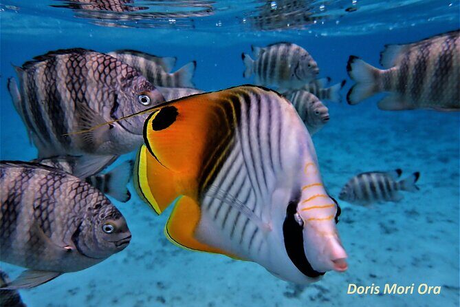 Private excursion Half day Moorea Discovery of the lagoon - The day in the lagoon