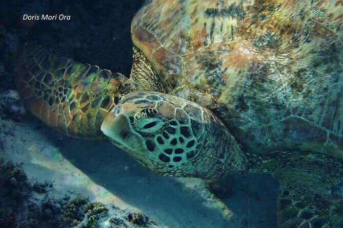 Private excursion Half day Moorea Discovery of the lagoon - Final thoughts: who should consider this tour?