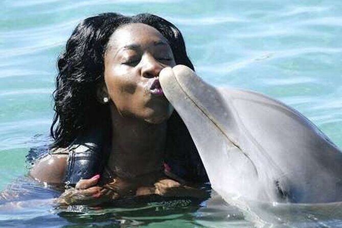 Private Excursion to Mystic Mountain and Dolphin Cove - An In-Depth Look at the Tour