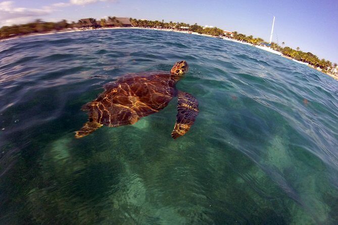 Private Experience: Akumal sea turtles encounter and Yal-kú lagoon colorfull fish snorkel. - Who Should Consider This Tour?