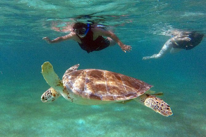 Private Experience: Akumal sea turtles encounter and Yal-kú lagoon colorfull fish snorkel. - Summary: Is It Worth It?