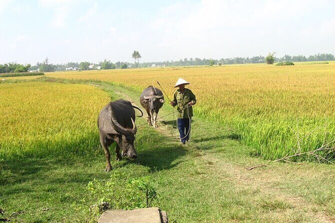 Private Experience Cycling , Buffalo and Basket Boat Ride - Returning to the Meeting Point