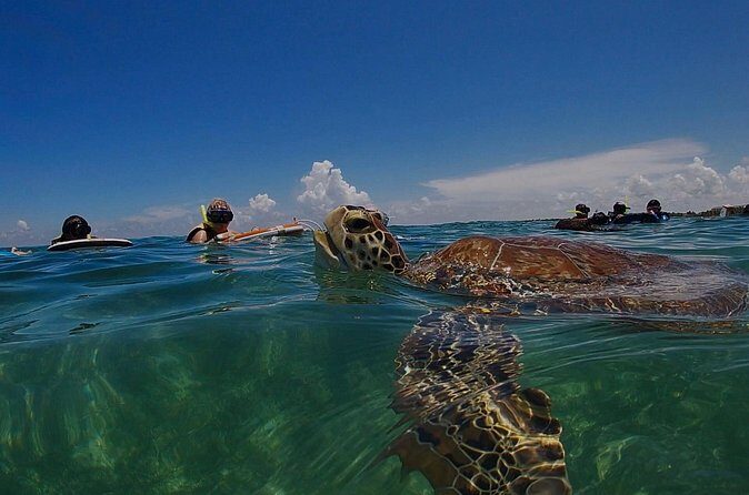 Private Experience in Akumal with Snorkeling - Who Will Enjoy This Tour?