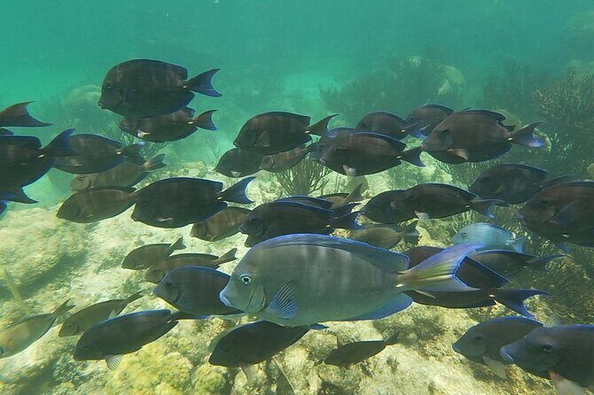 Private Experience in Akumal with Snorkeling - Frequently Asked Questions