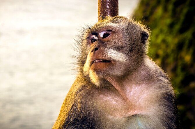 Private Explore Bali's GWK Statue and Uluwatu Temple - FAQ