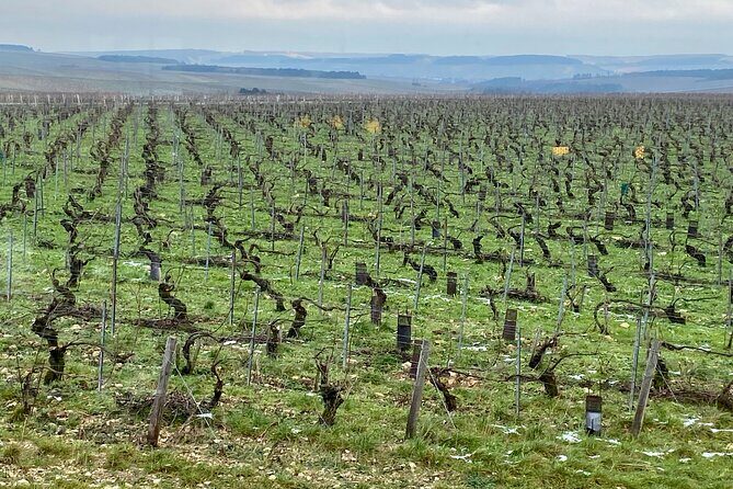 Private Exquisite Red & White Burgundy Wines Trip from Paris - Who Should Consider This Tour?