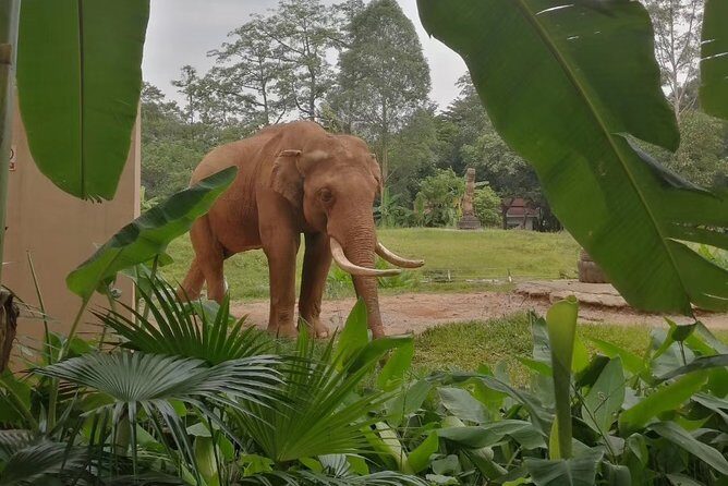Private Family Day Tour in Guangzhou to Grandview Aquarium and Guangzhou Zoo - A Well-Balanced Introduction to Guangzhou’s Wild Side