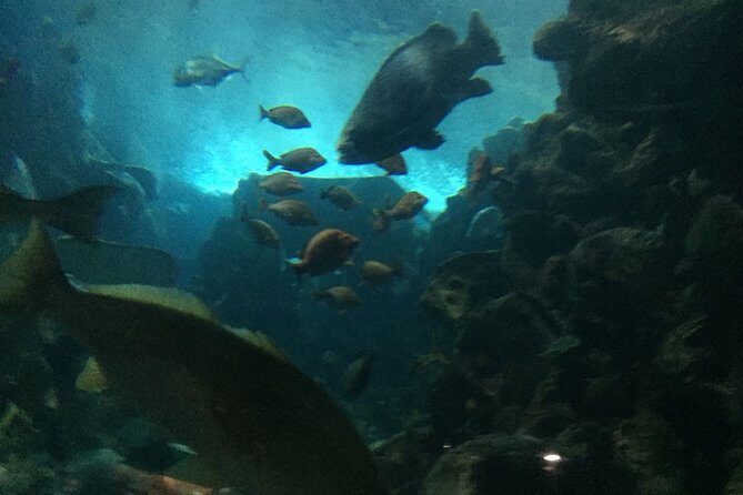 Private Family Day Tour in Guangzhou to Grandview Aquarium and Guangzhou Zoo - FAQ
