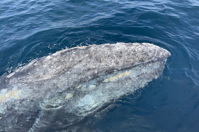 Private Family Whale & Dolphin Adventure in San Diego - Practical Details and Price Considerations