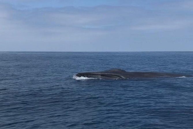 Private Family Whale & Dolphin Adventure in San Diego - Final Thoughts